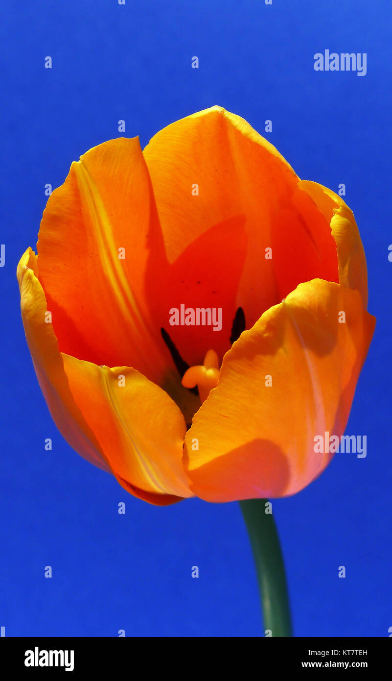 Close-Up Of tulips Stock Photo - Alamy