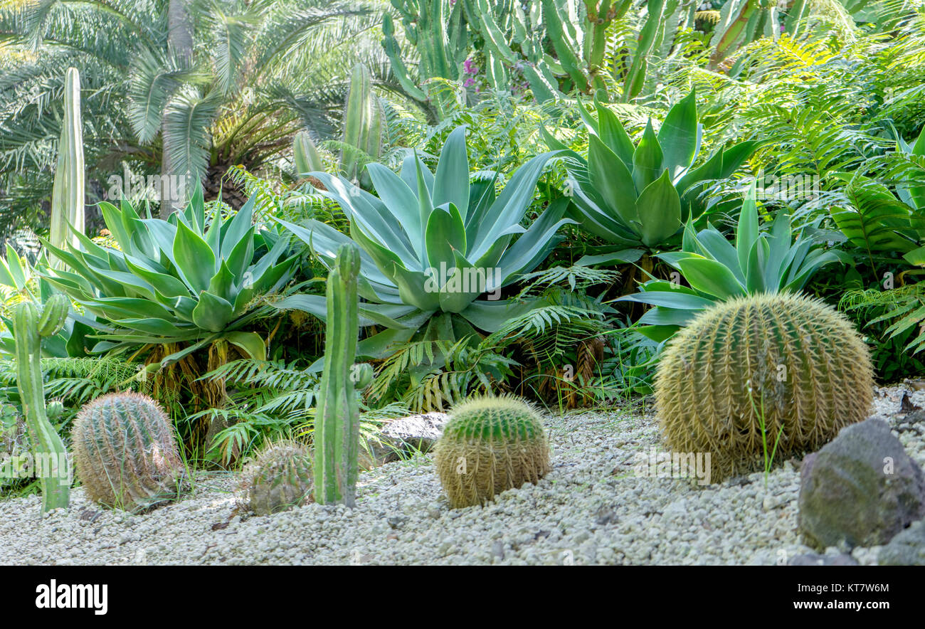 Cacti, fern and palm trees Stock Photo - Alamy