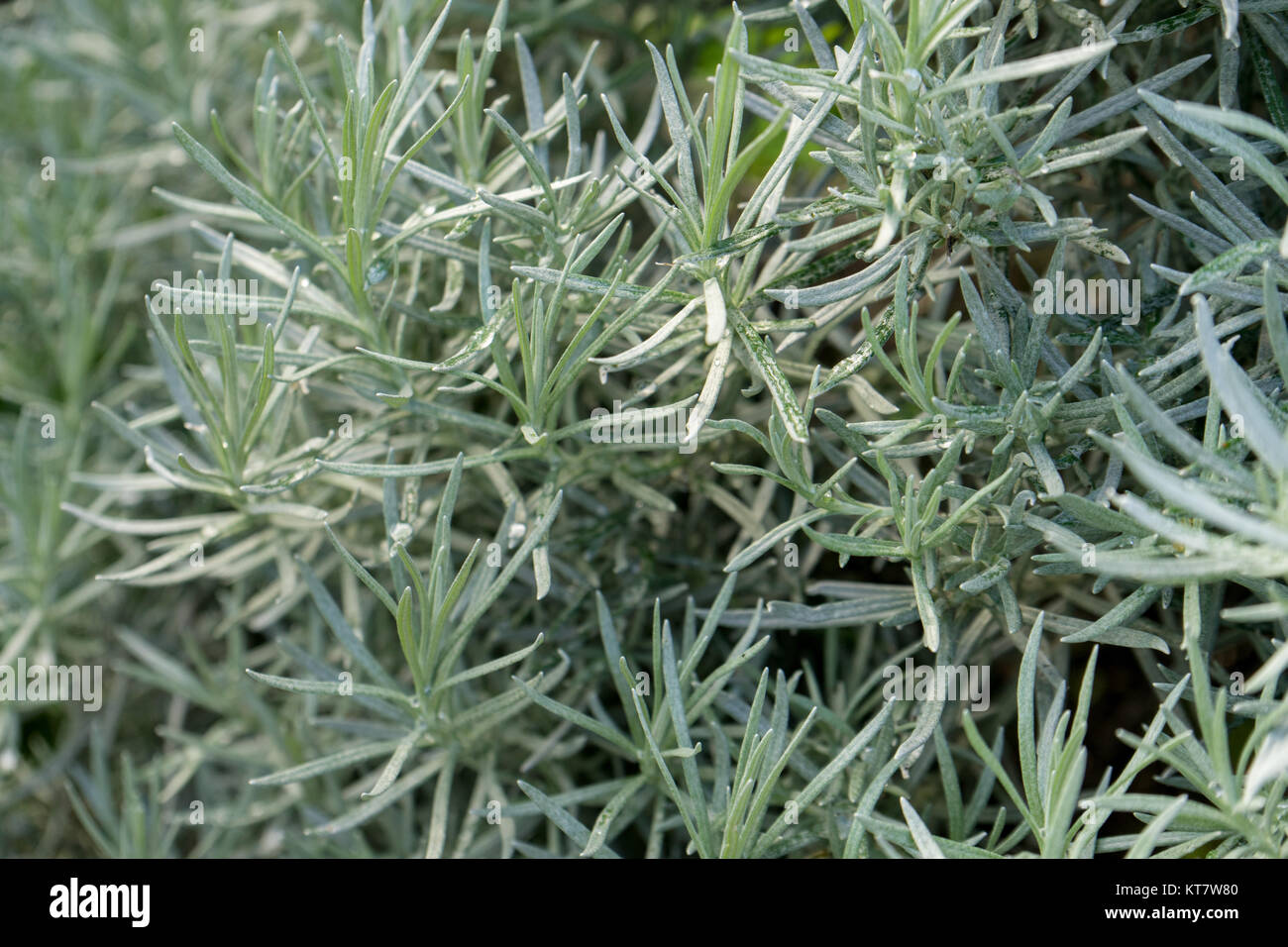 Detail of a rosemary Stock Photo - Alamy