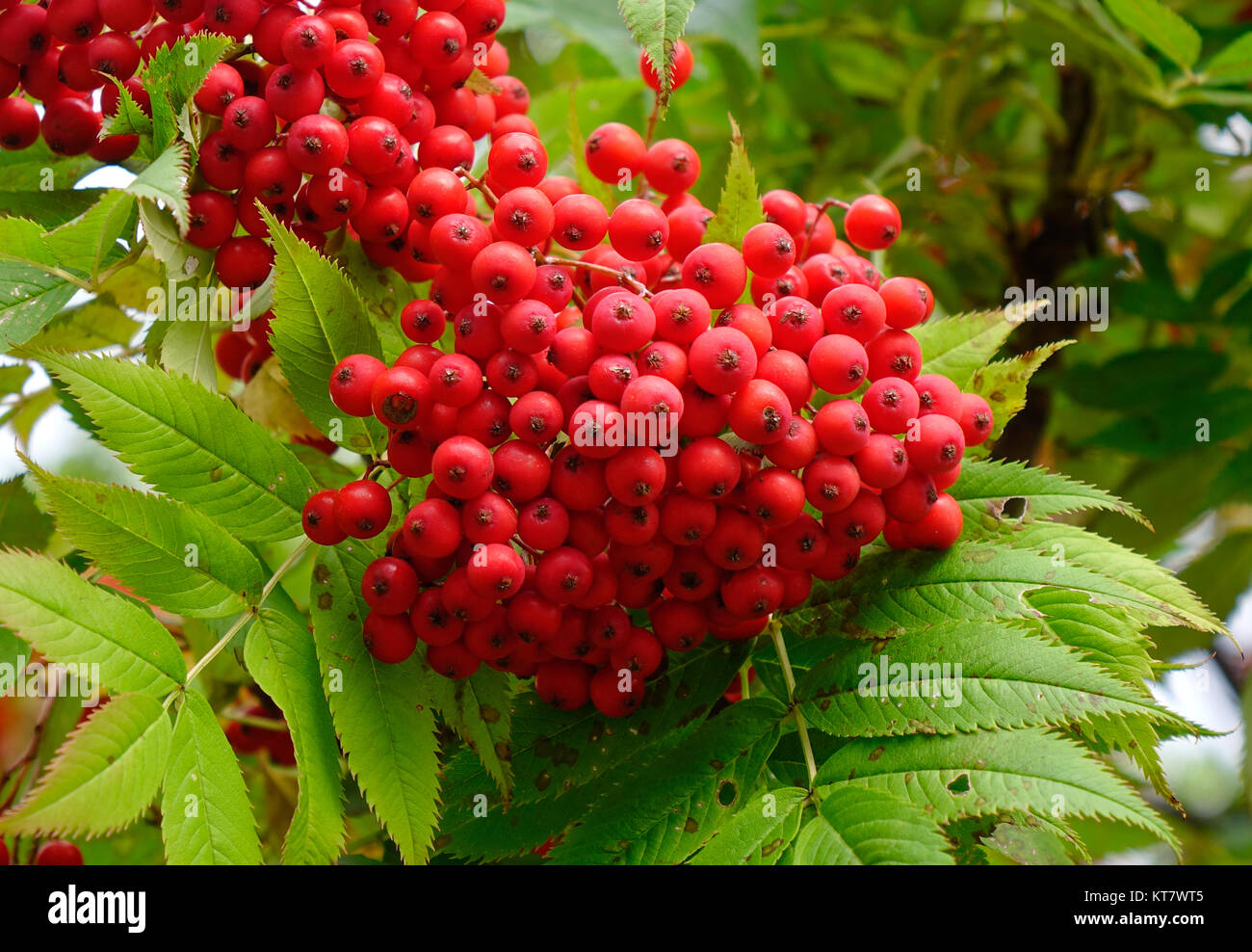 Red berry plants and fruits at autumn garden in Hokkaido, Japan Stock ...