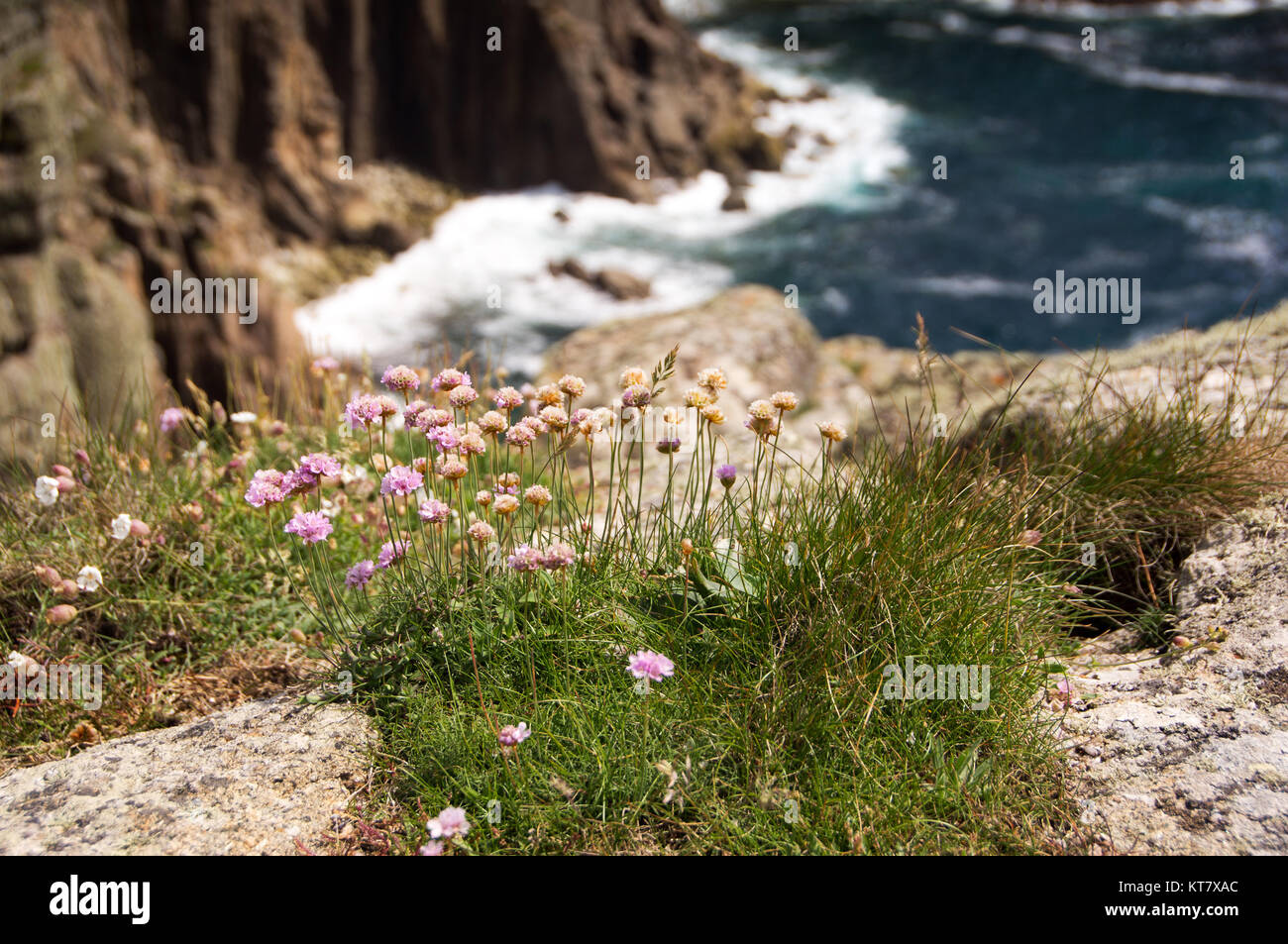 Cornwall countryside june hi-res stock photography and images - Alamy
