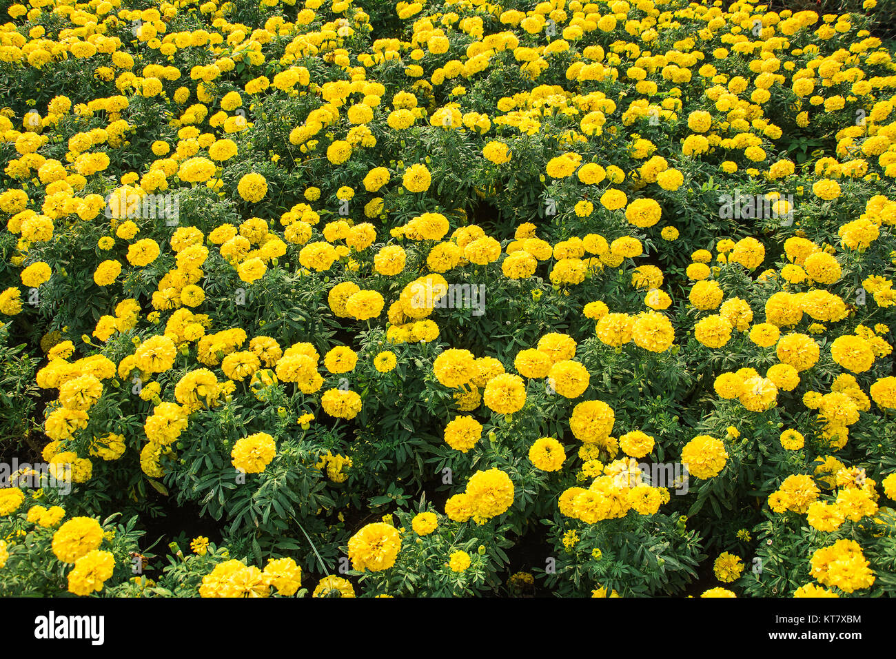 Beautiful Marigold Flower close up Stock Photo - Alamy