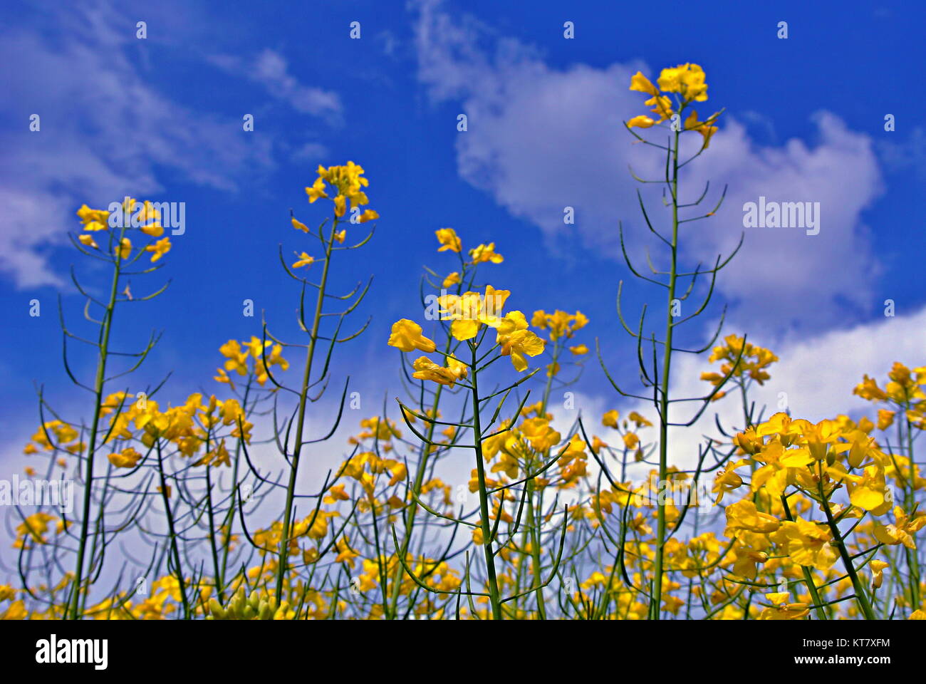 Growth colza oilseed hi-res stock photography and images - Alamy