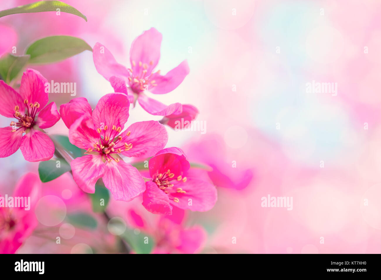 Spring garden background with pink flowers Stock Photo - Alamy