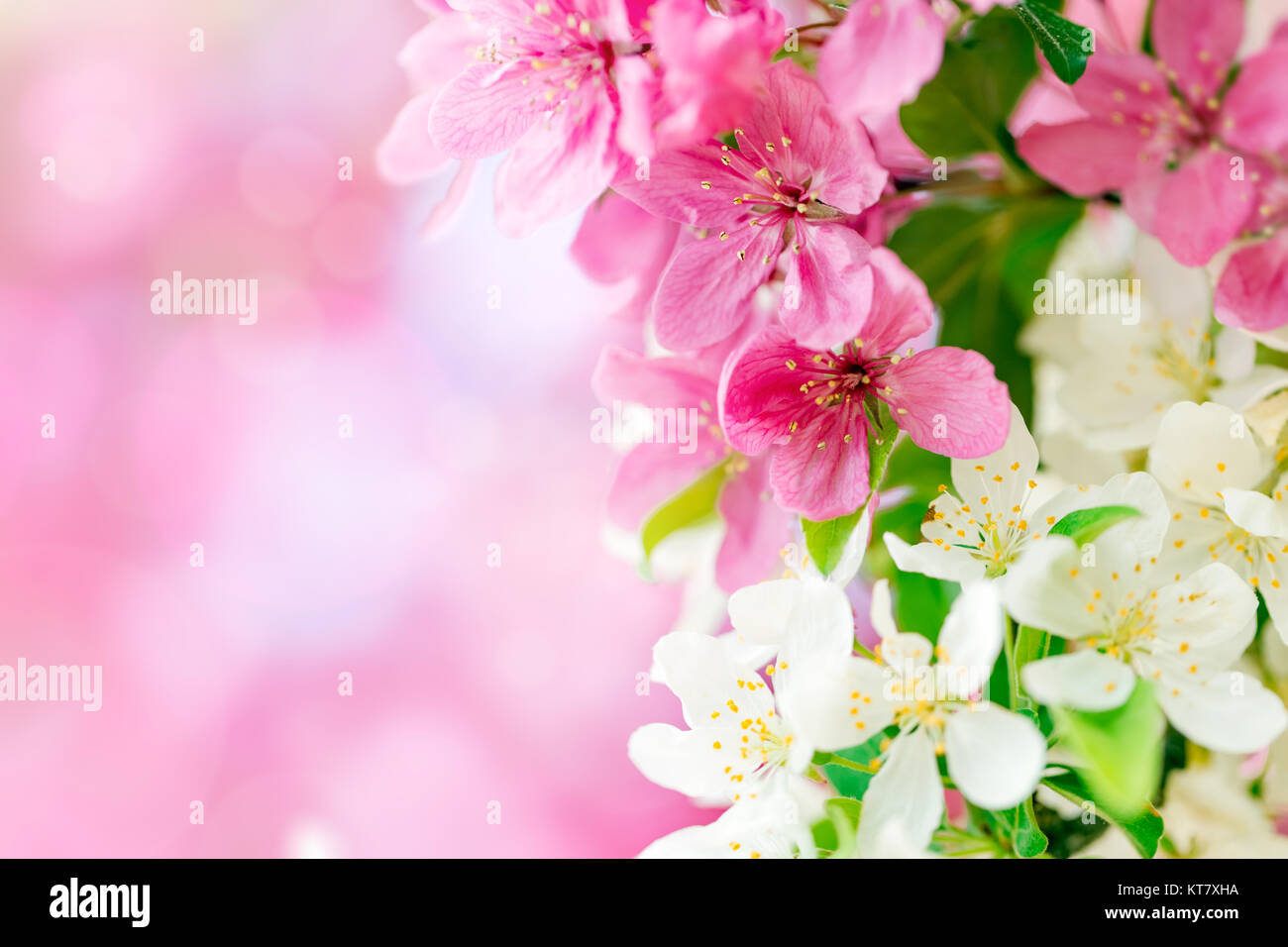 Spring background with pink and white tree flowers Stock Photo - Alamy