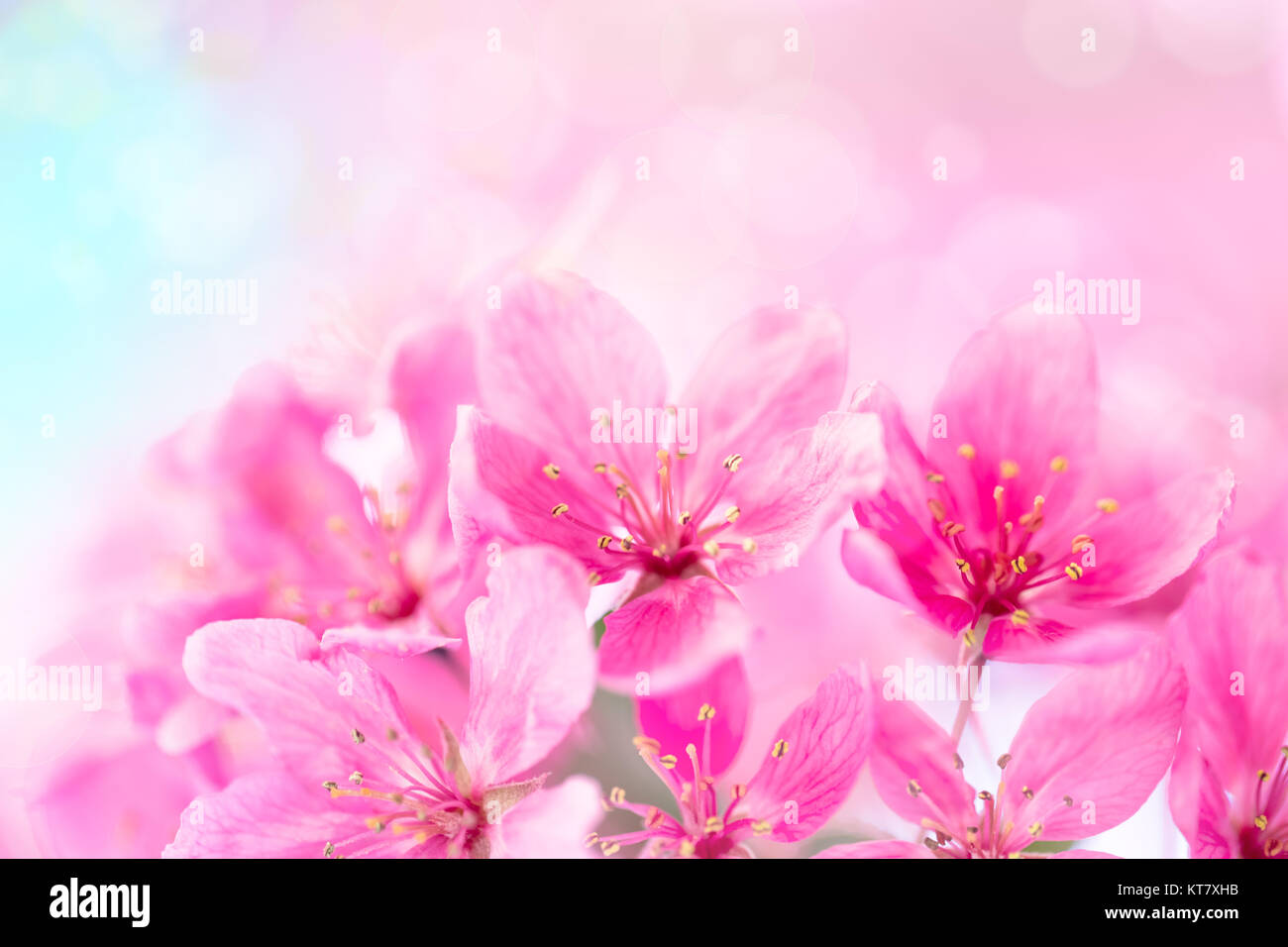 Spring garden background with pink flowers Stock Photo - Alamy