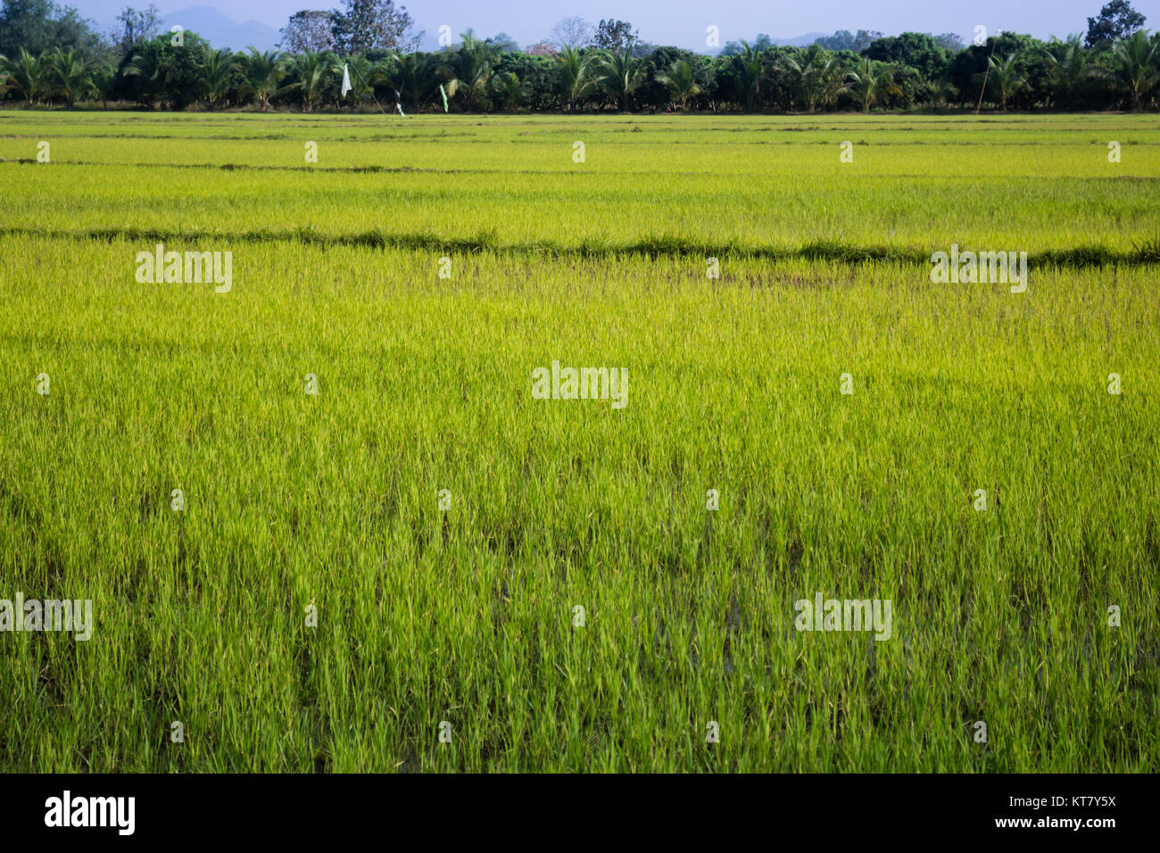 Green Rice Fild With Blue Sky Stock Photo - Alamy