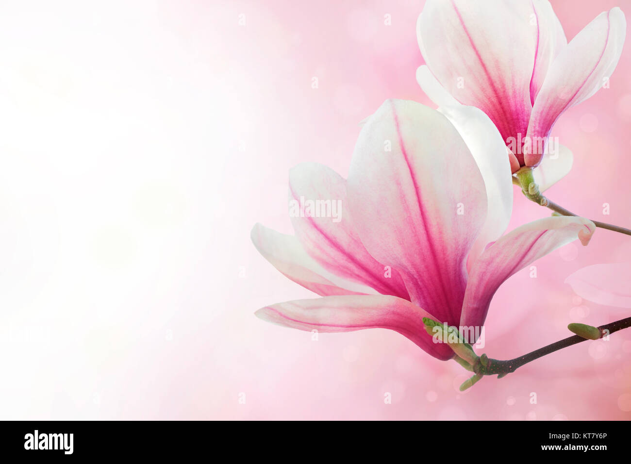 Magnolia flowers spring blossom background Stock Photo - Alamy