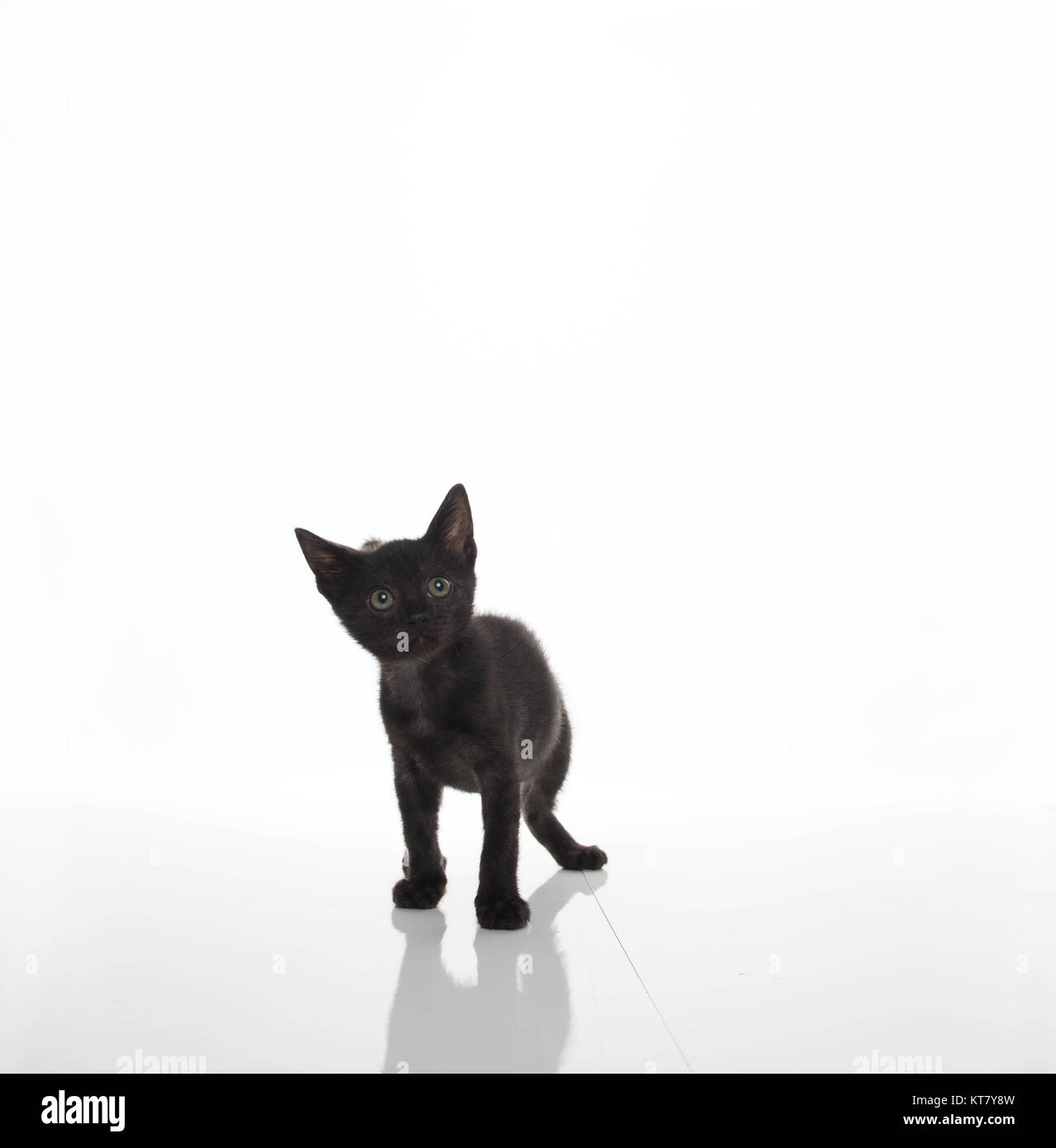 Tiny Black Kitten on White Background Stock Photo - Alamy