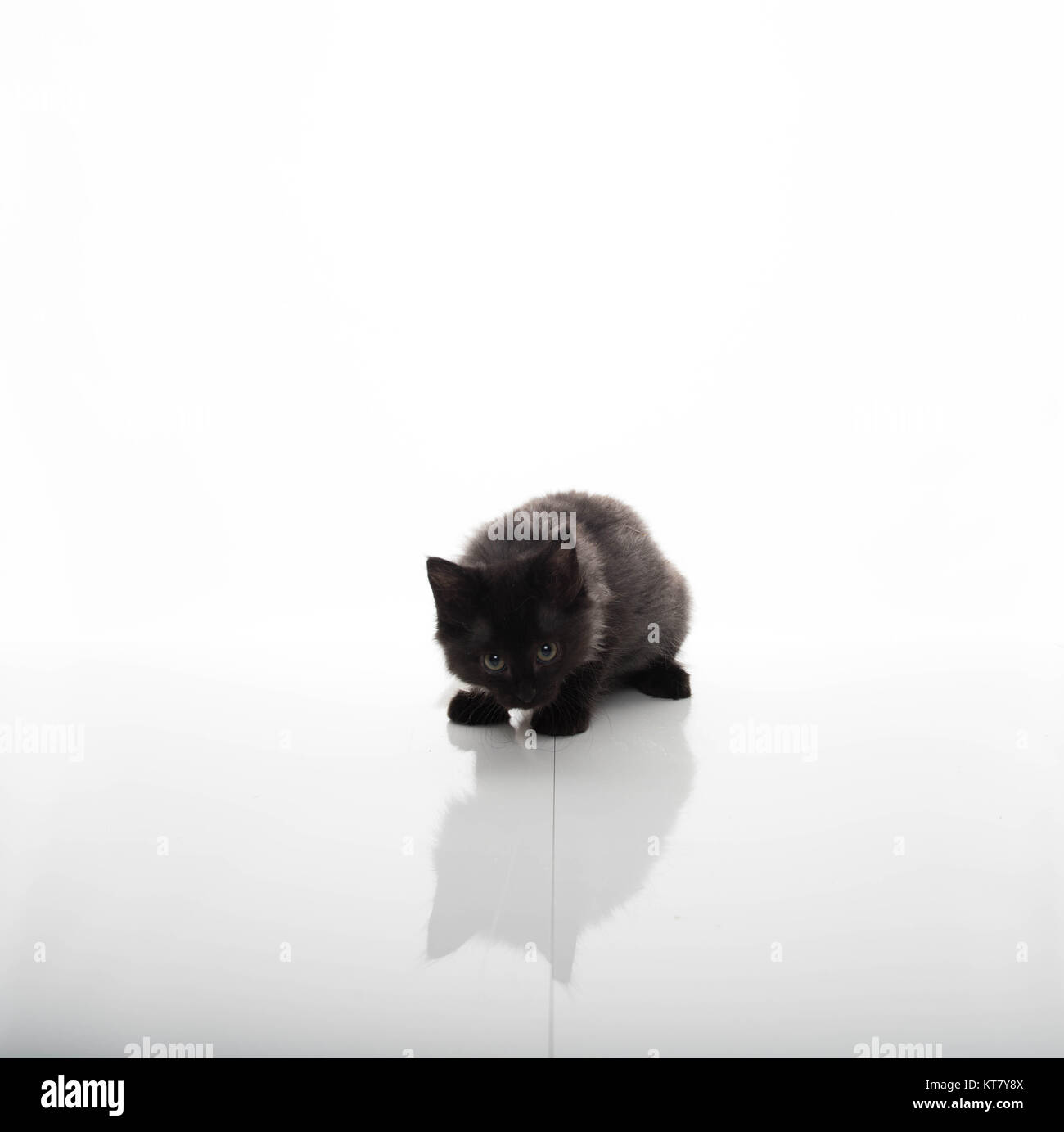 Tiny Black Kitten on White Background Stock Photo - Alamy