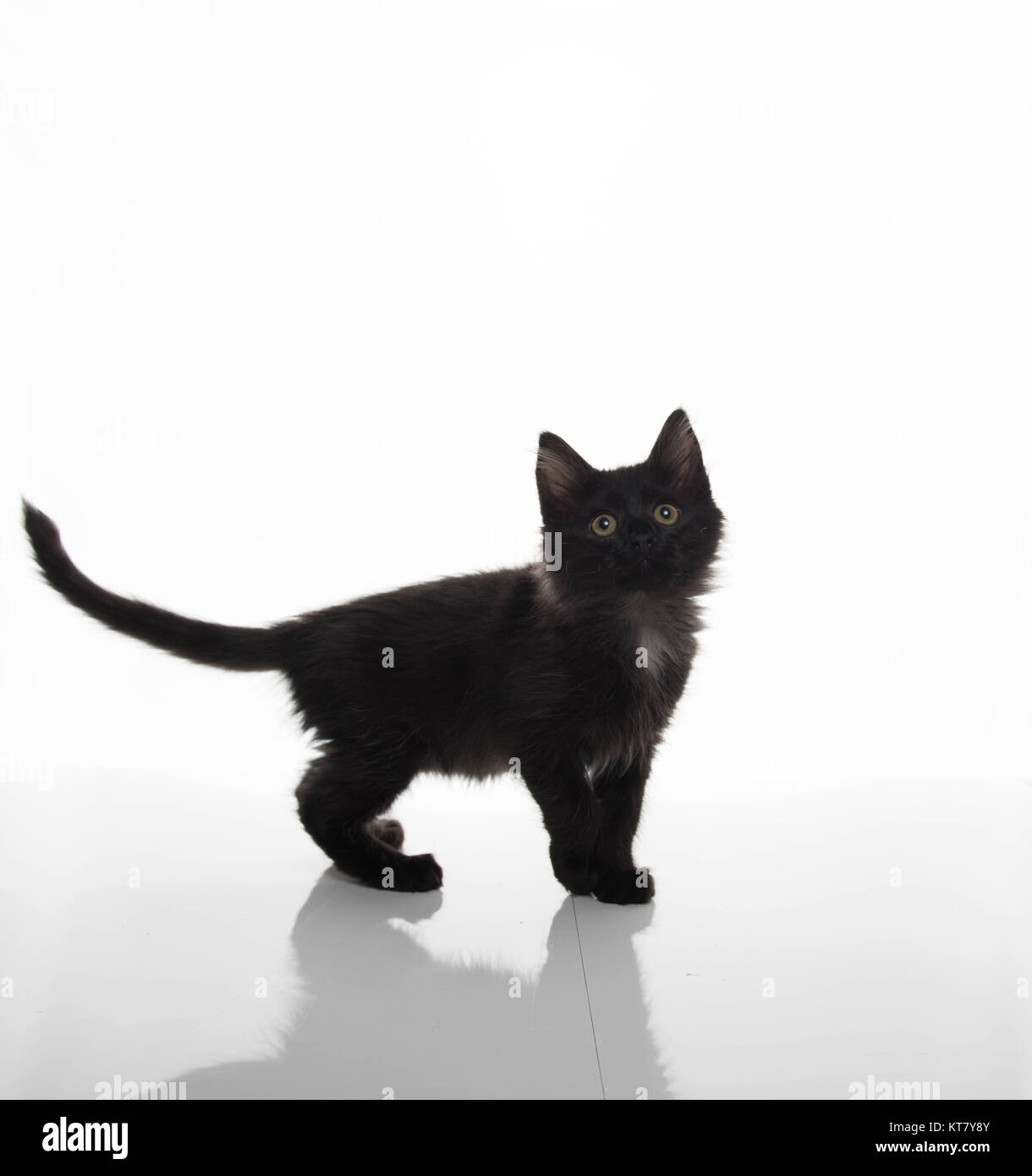 Tiny Black Kitten on White Background Stock Photo - Alamy