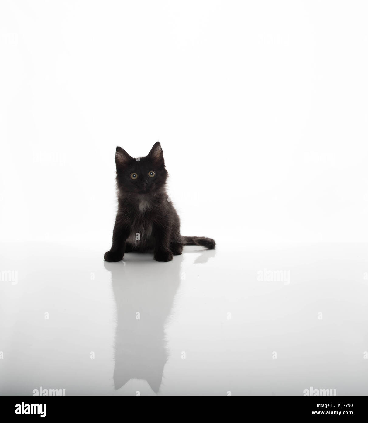 Tiny Black Kitten on White Background Stock Photo - Alamy