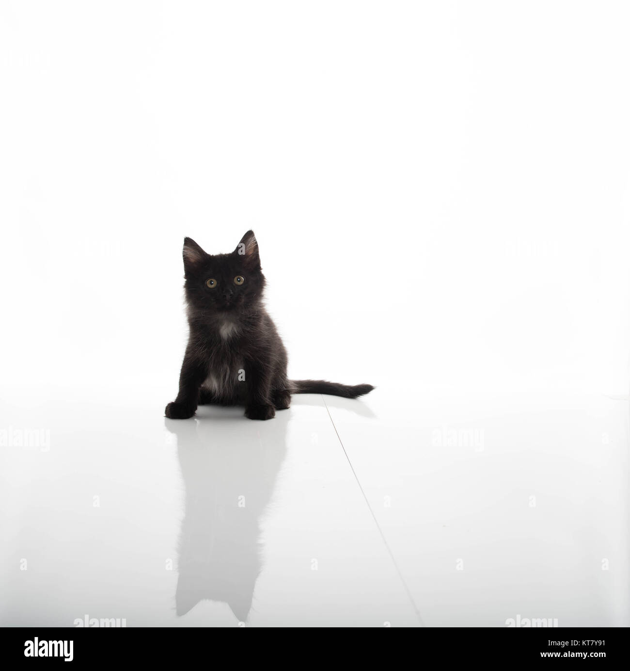 Tiny Black Kitten on White Background Stock Photo - Alamy