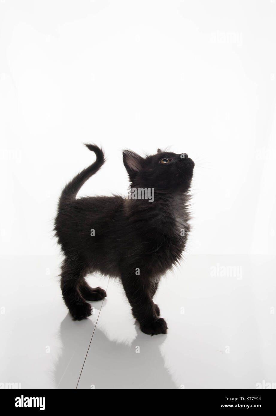 Tiny Black Kitten on White Background Stock Photo - Alamy