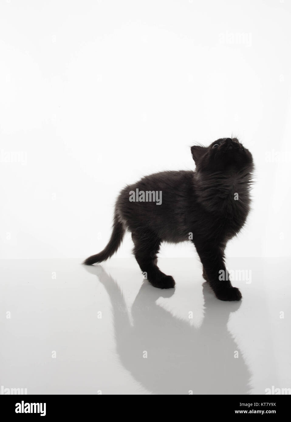 Tiny Black Kitten on White Background Stock Photo - Alamy