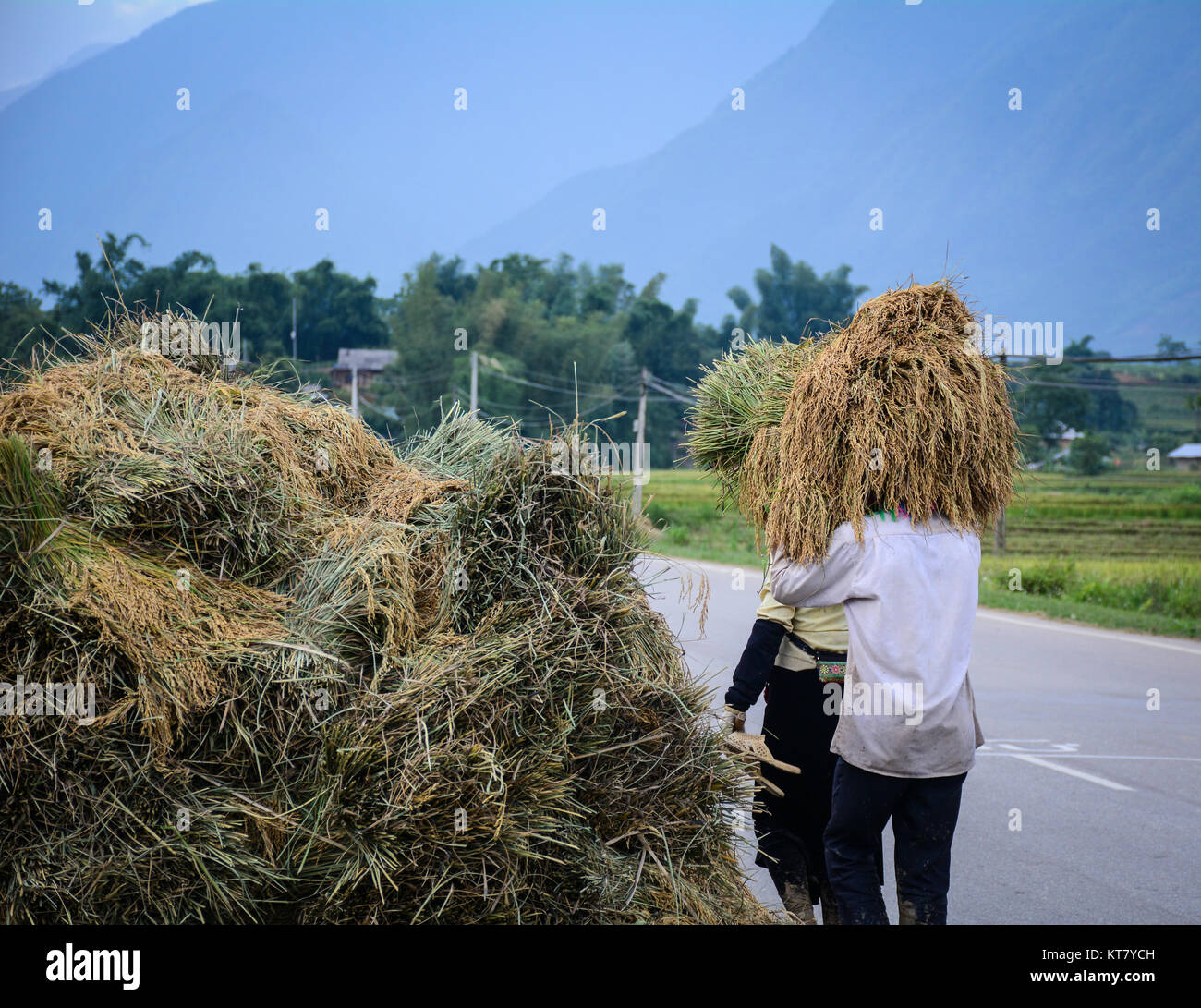 People carry rice and walking on highway in Northern Vietnam Stock ...