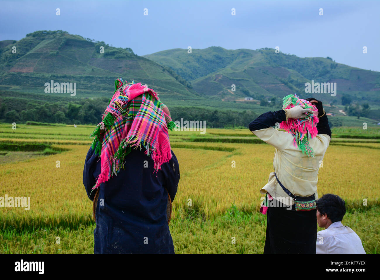 Hmong women with traditional kerchiefs standing on the paddy rice field ...