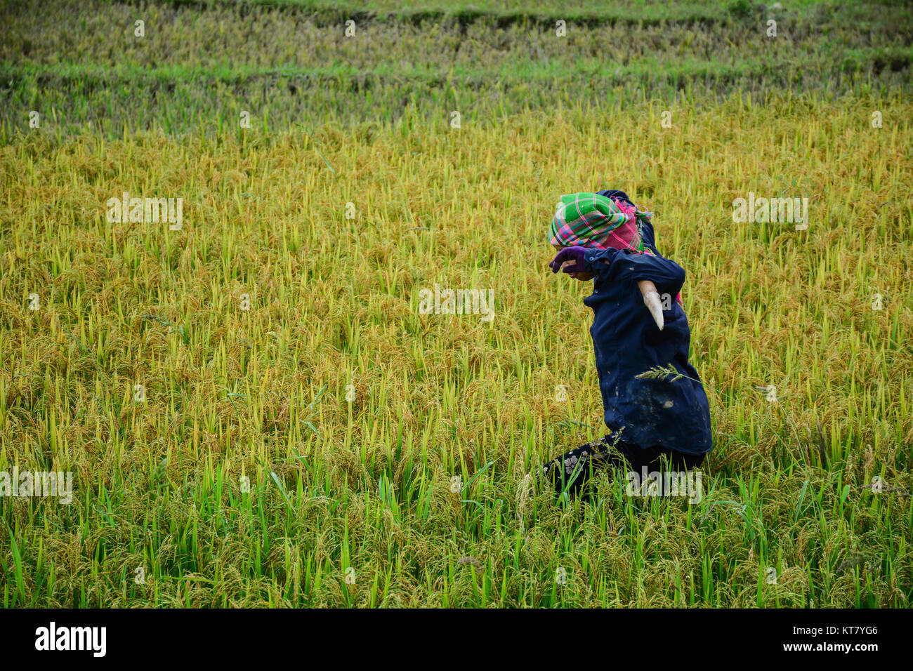 A Hmong woman walking on the paddy rice field in Vietnam Stock Photo ...