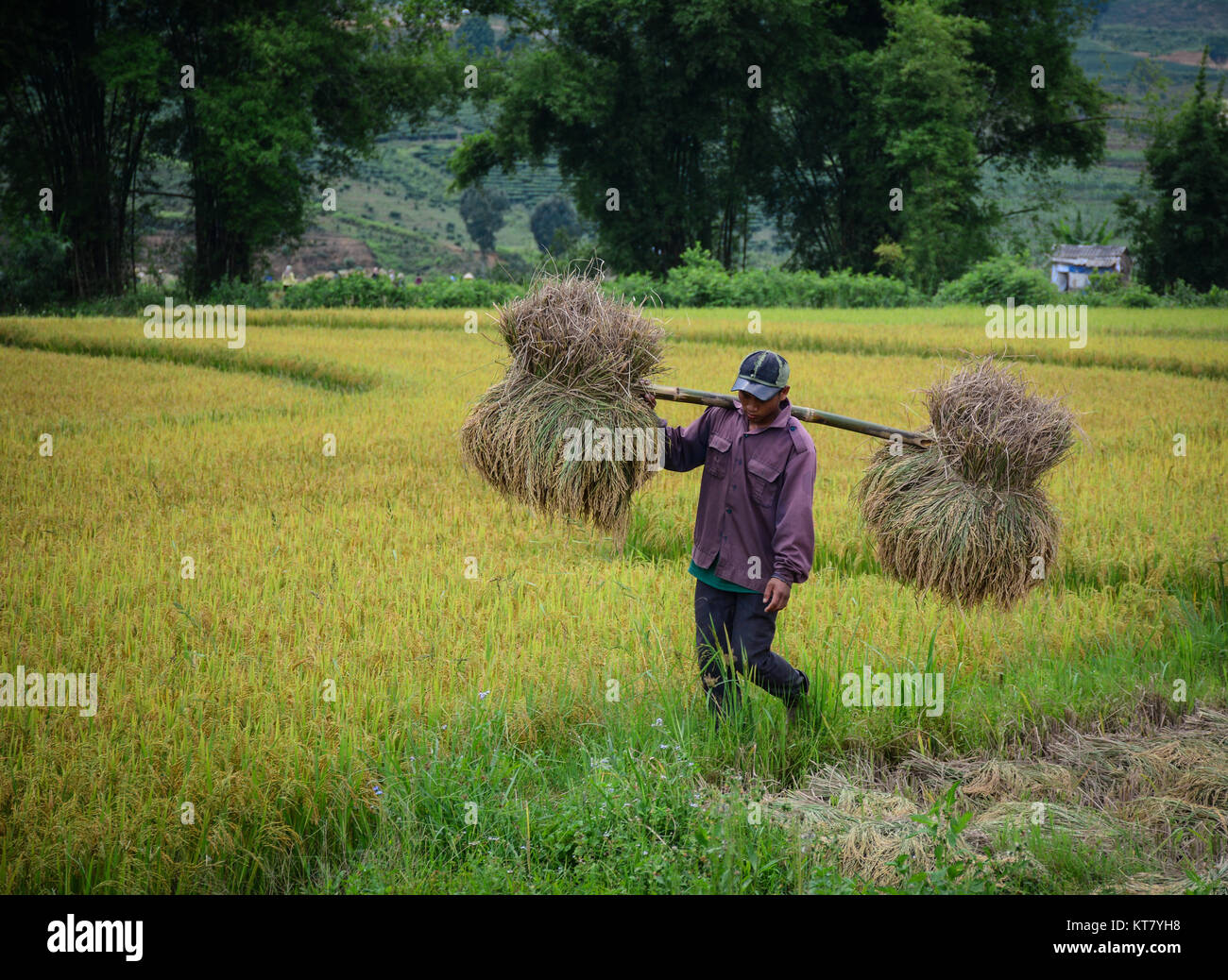 Lai Chau, Vietnam - May 29, 2016. A man carrying rice on the field in ...