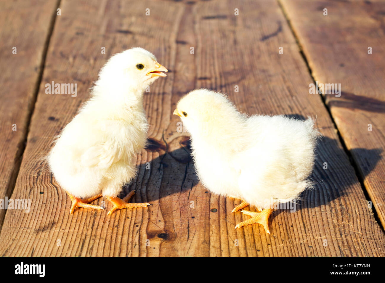 Cute baby chicks on a wooden surface Stock Photo - Alamy