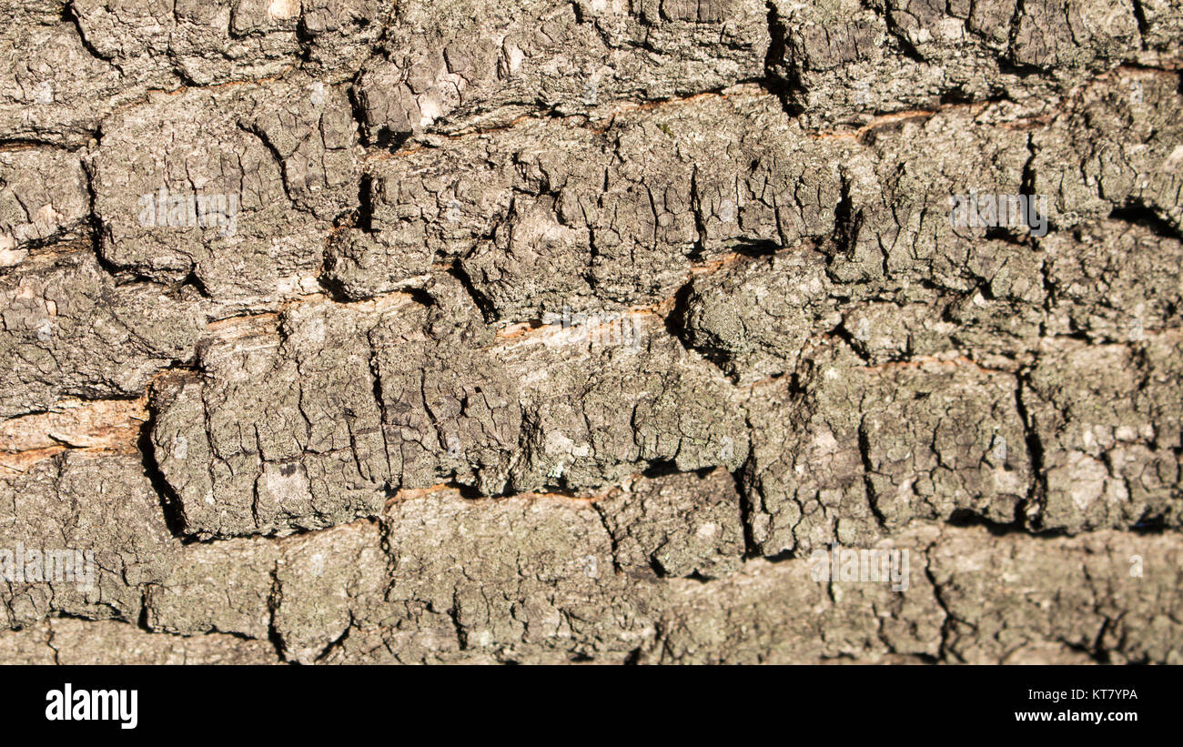 Wood bark texture Background Stock Photo - Alamy