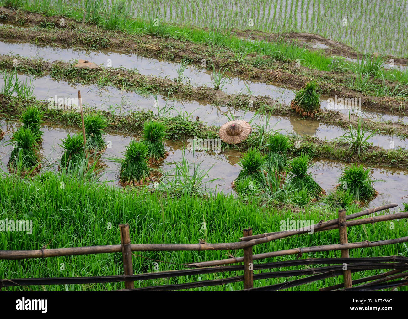 Terraced rice field in Sapa, Vietnam. Sapa is a beautiful, mountainous ...