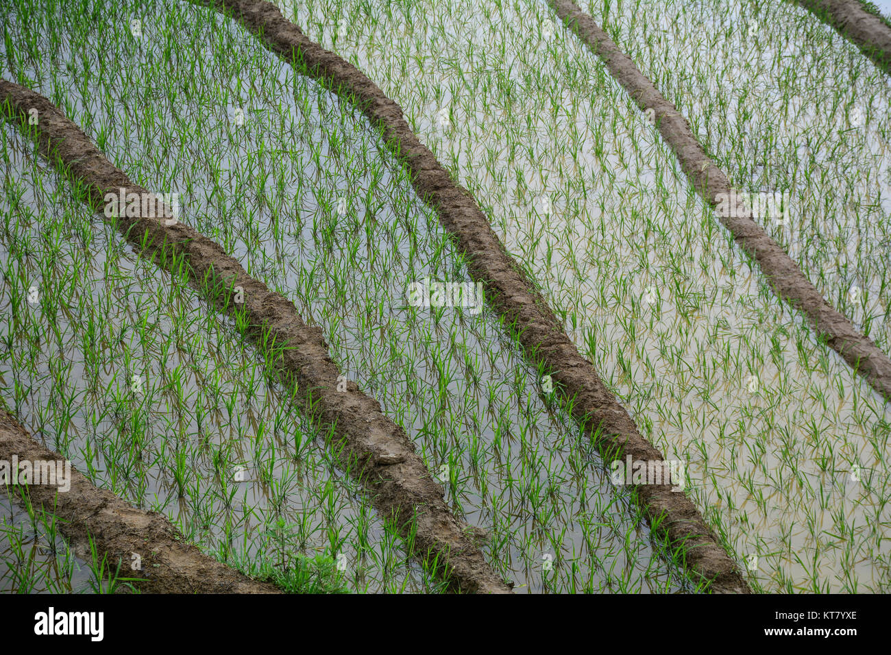 Rice plants on the field in Sapa, Vietnam. Sapa is a beautiful ...