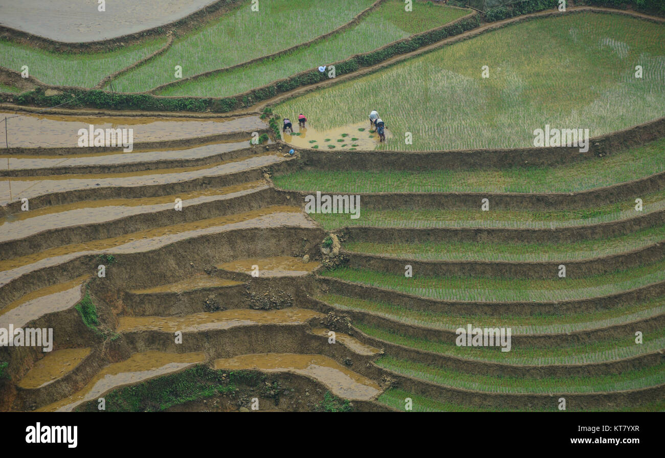Hmong people work on terraced rice field at rainy day in Sapa, Vietnam ...