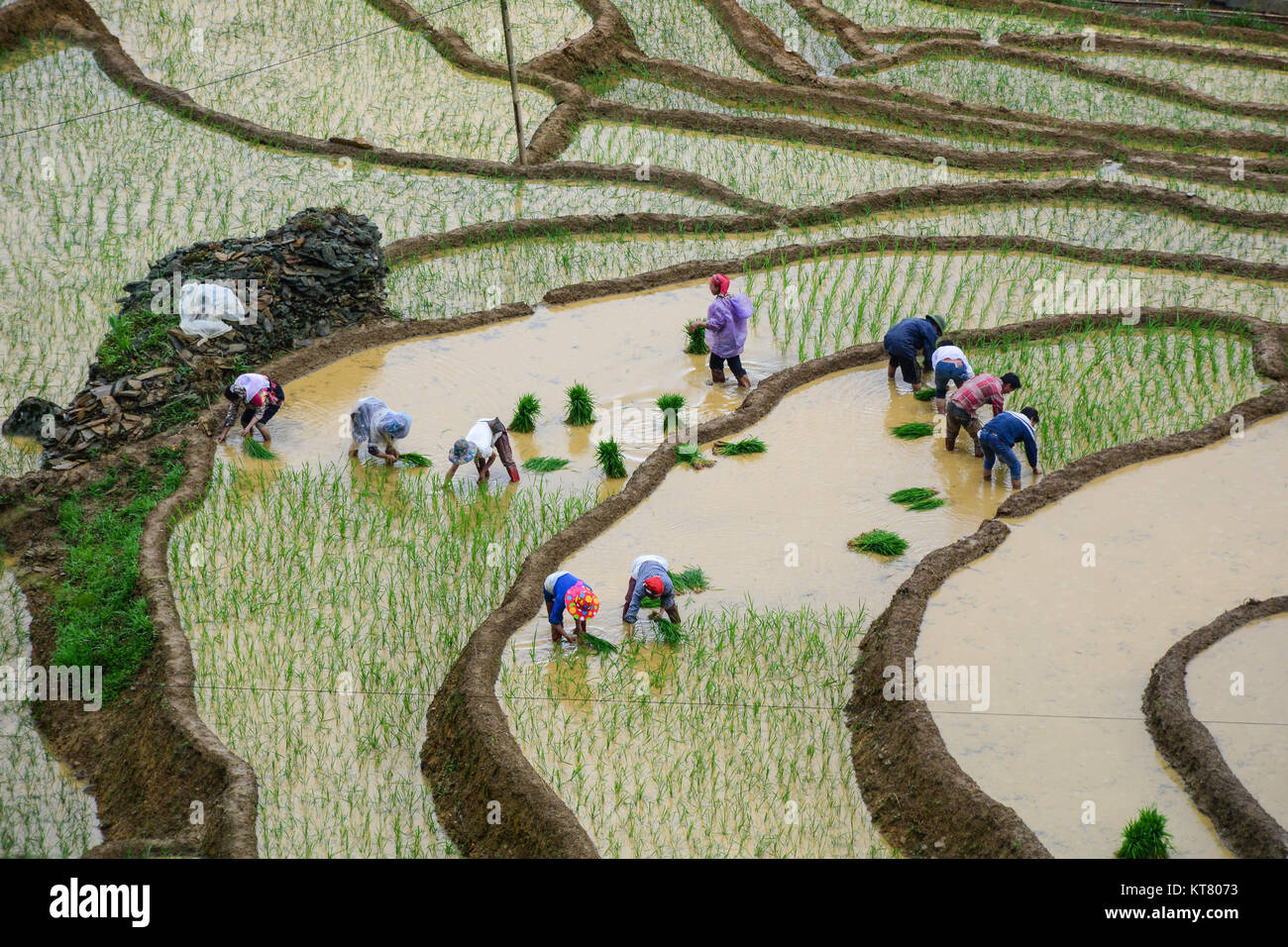 Hmong people working on the rice field at rainy day in Sapa, Vietnam ...