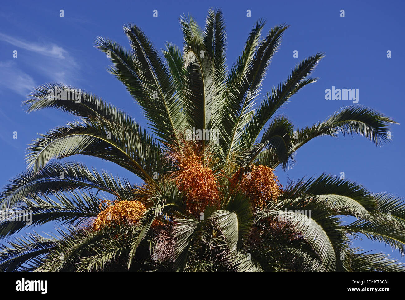 Cluster of dates on a palm Stock Photo - Alamy
