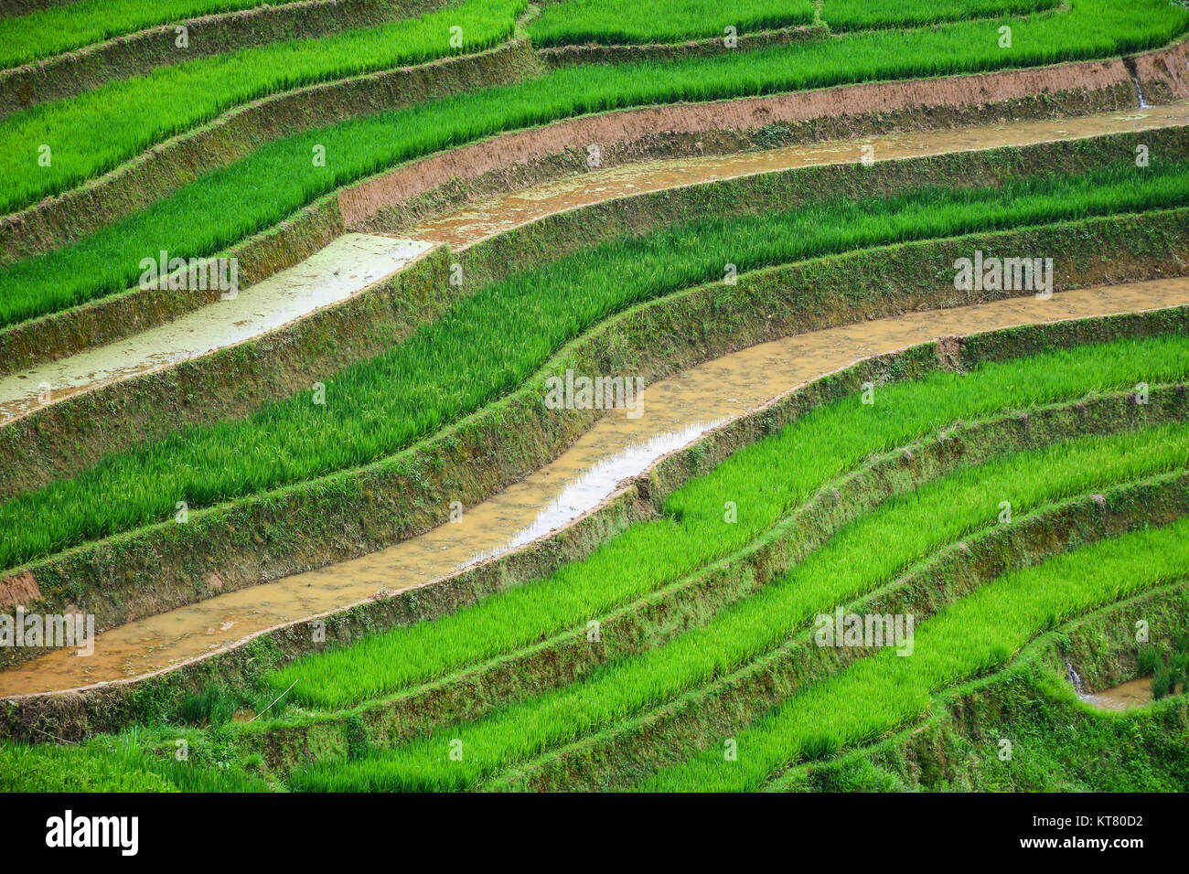 Landscape of terraced rice field at the rain season in Sapa, Vietnam ...