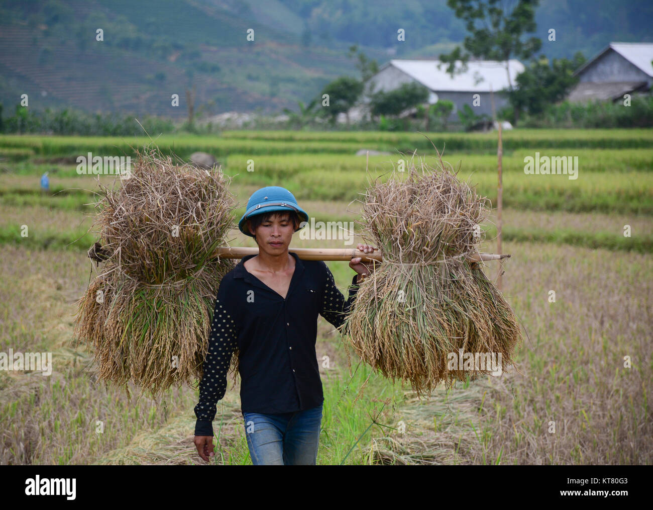 Sapa, Vietnam - May 29, 2016. A man carrying rice on the field at ...