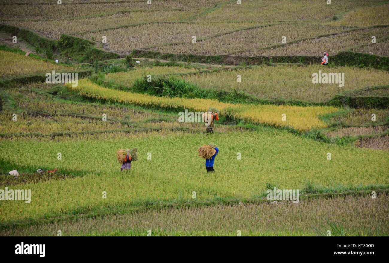 Hmong people carrying rice on the field at summer in Sapa, Vietnam ...