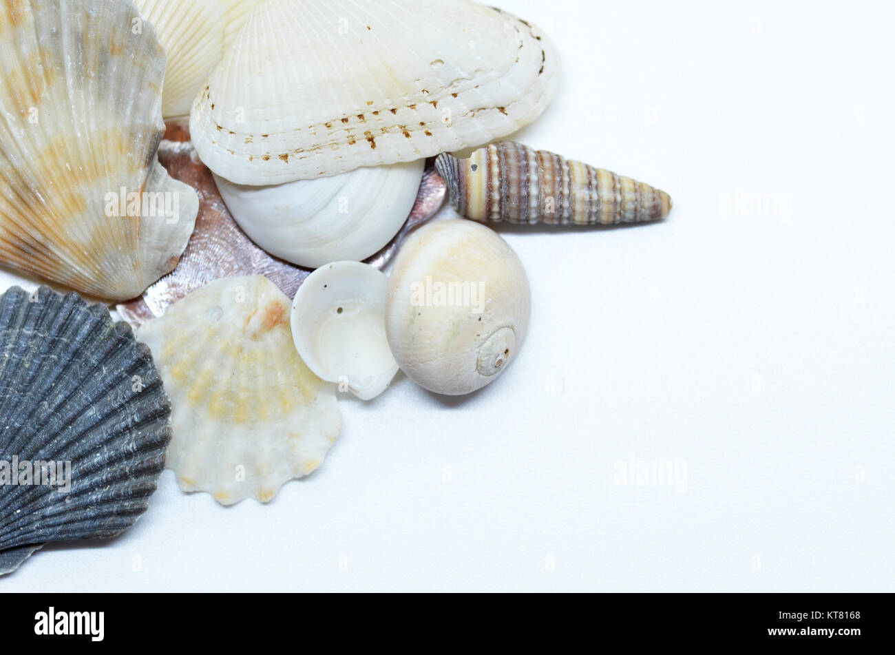 Sea shells scraped together Stock Photo - Alamy