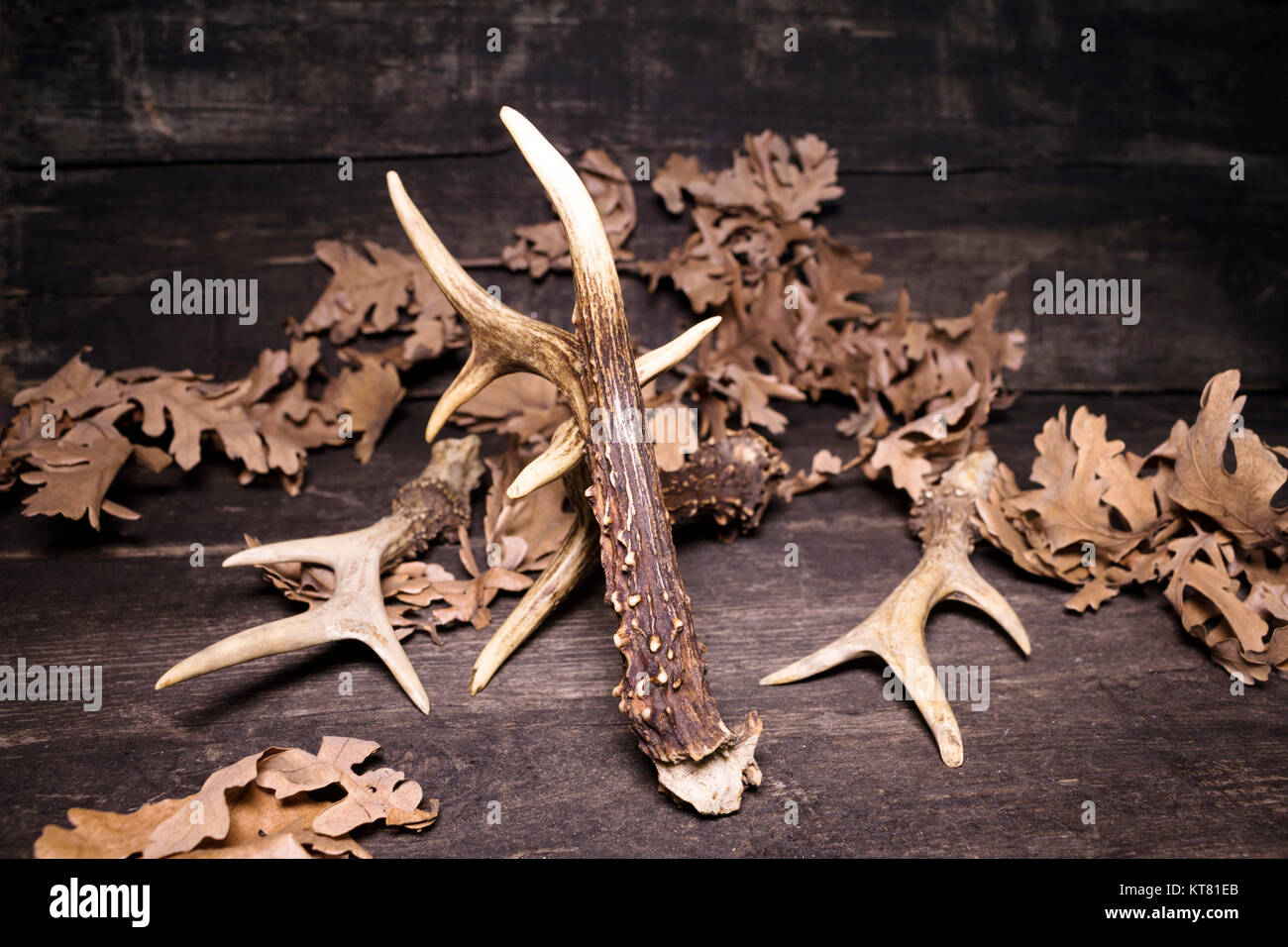 Deer Antlers On Wooden Background Stock Photo - Alamy