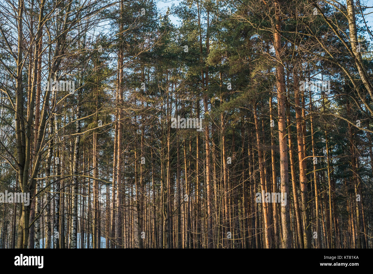 Bright pine trees on sunny winter day Stock Photo - Alamy