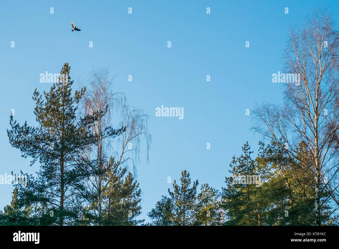 A bird flying over pine trees Stock Photo - Alamy