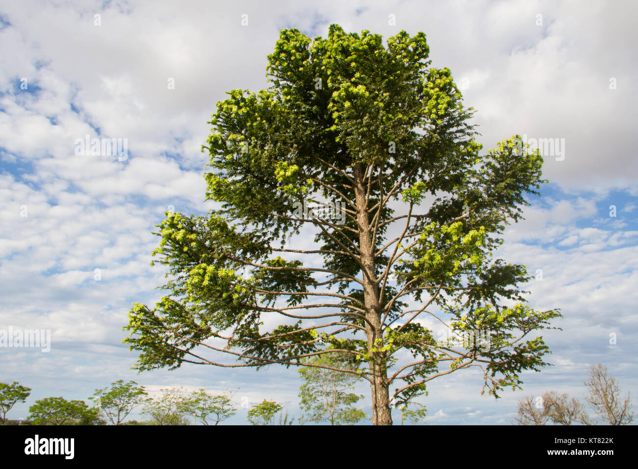 green araucaria on sky in summer Stock Photo - Alamy