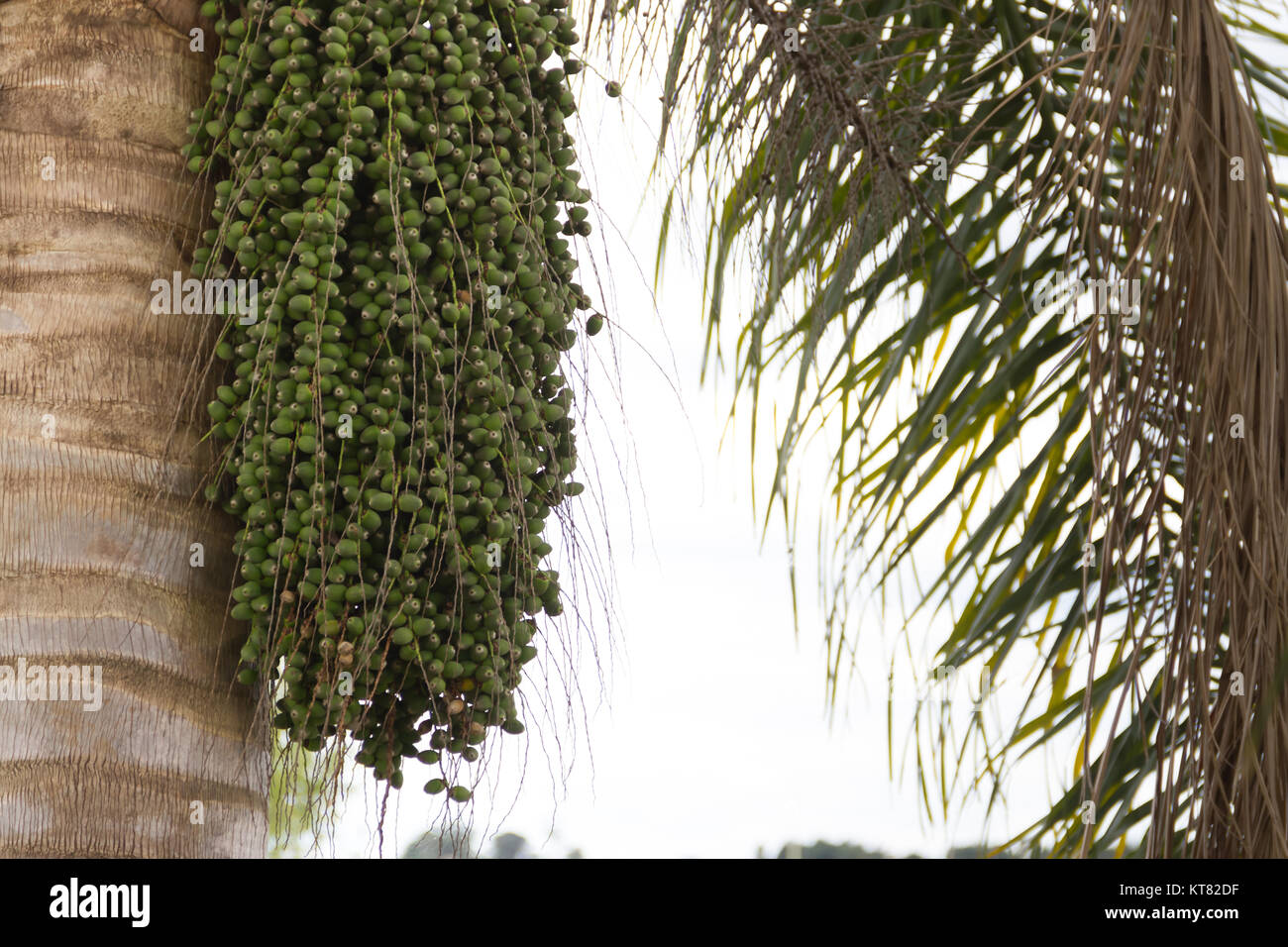 Datil hi-res stock photography and images - Alamy