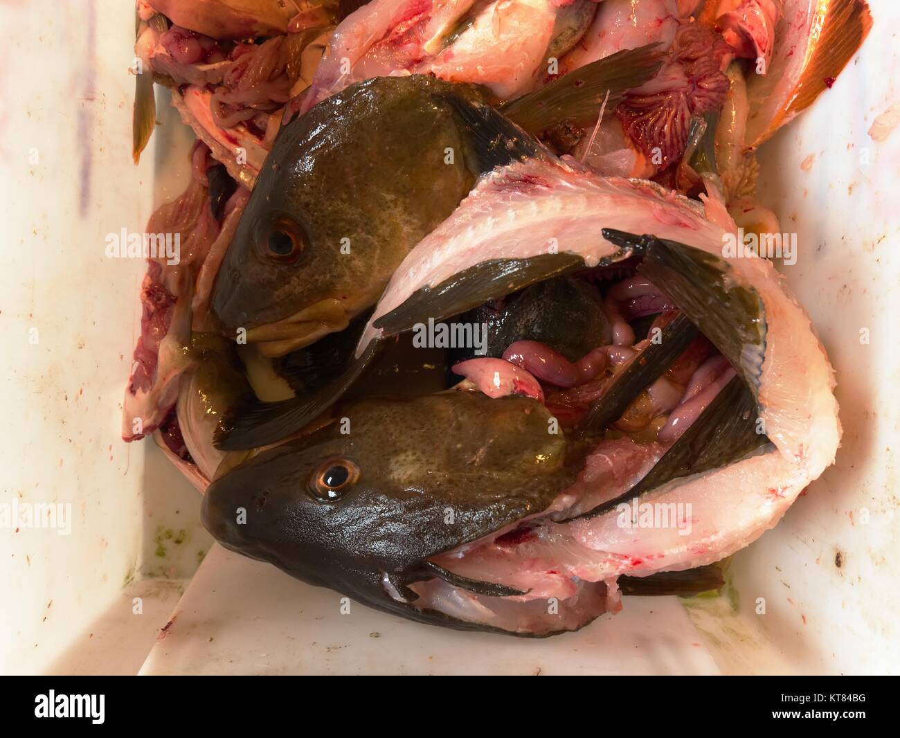 The skeletons of the cod fish after removing the fillets from the fish ...