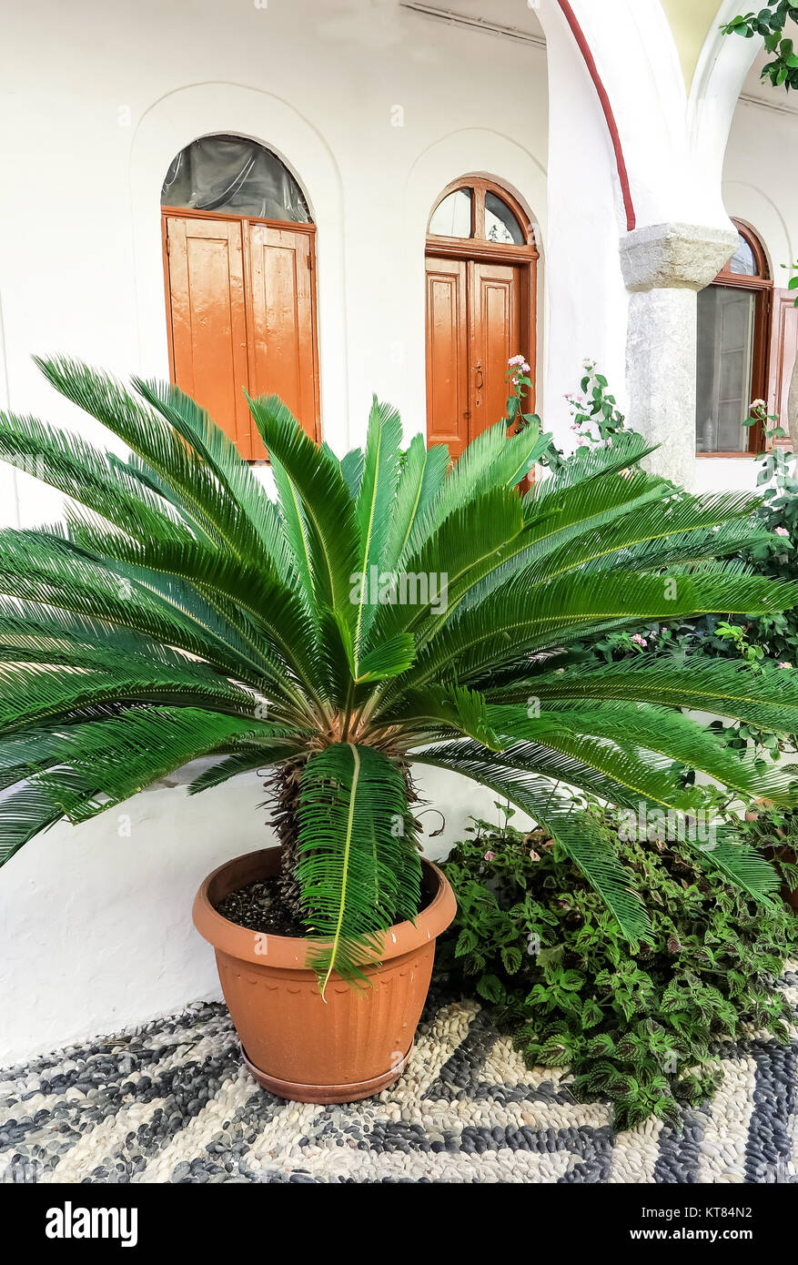 green cycad potted plant (cycas revoluta) in the peaceful courtyard of ...