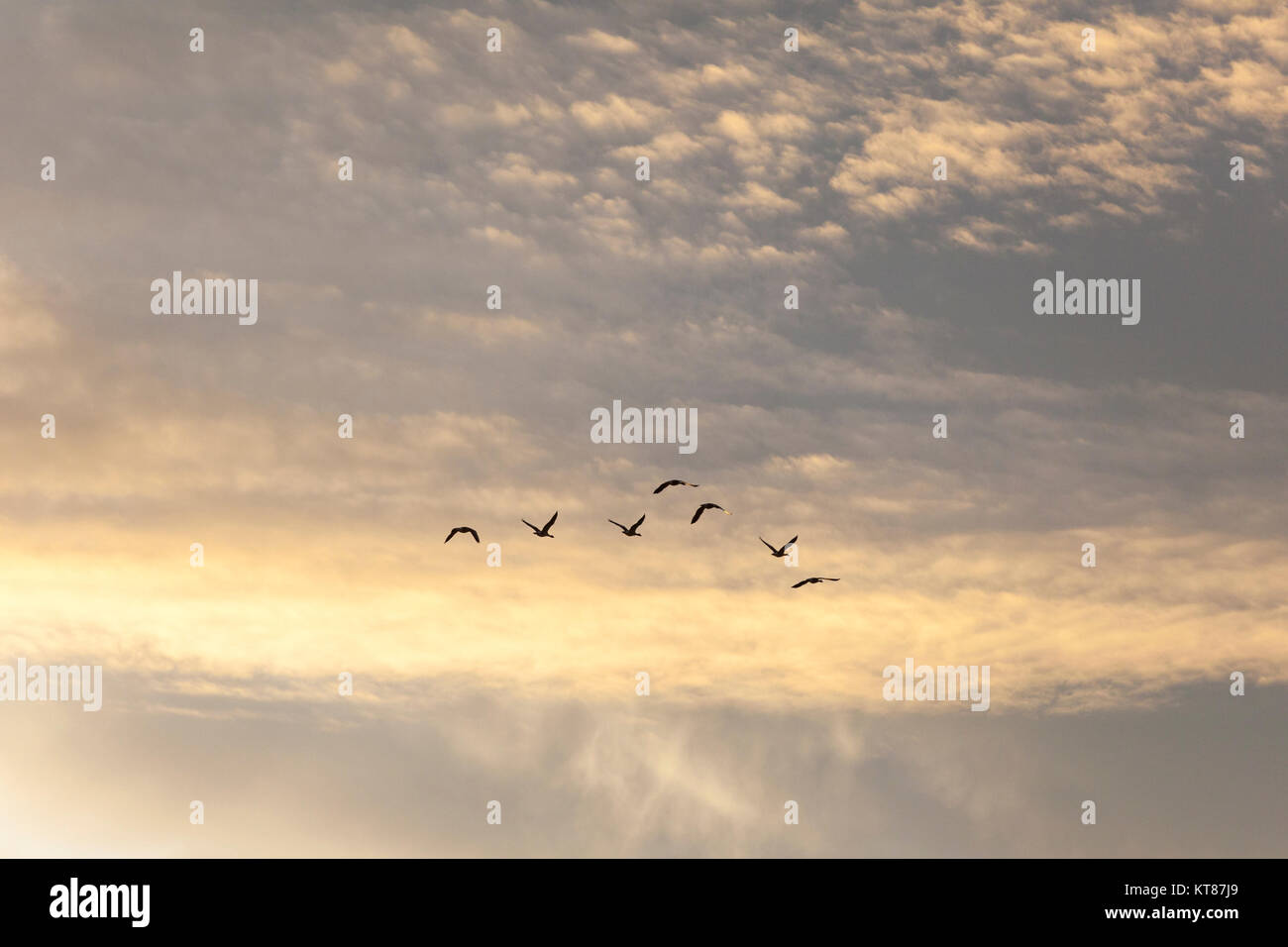 Birds in flight formation Stock Photo - Alamy