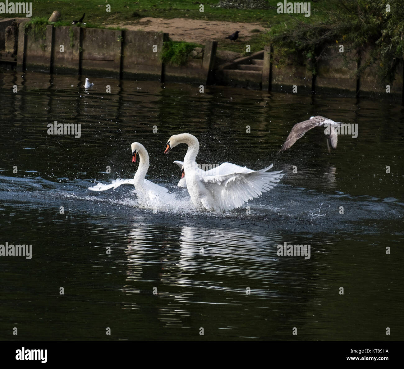 Mute swan thames flying hi-res stock photography and images - Alamy
