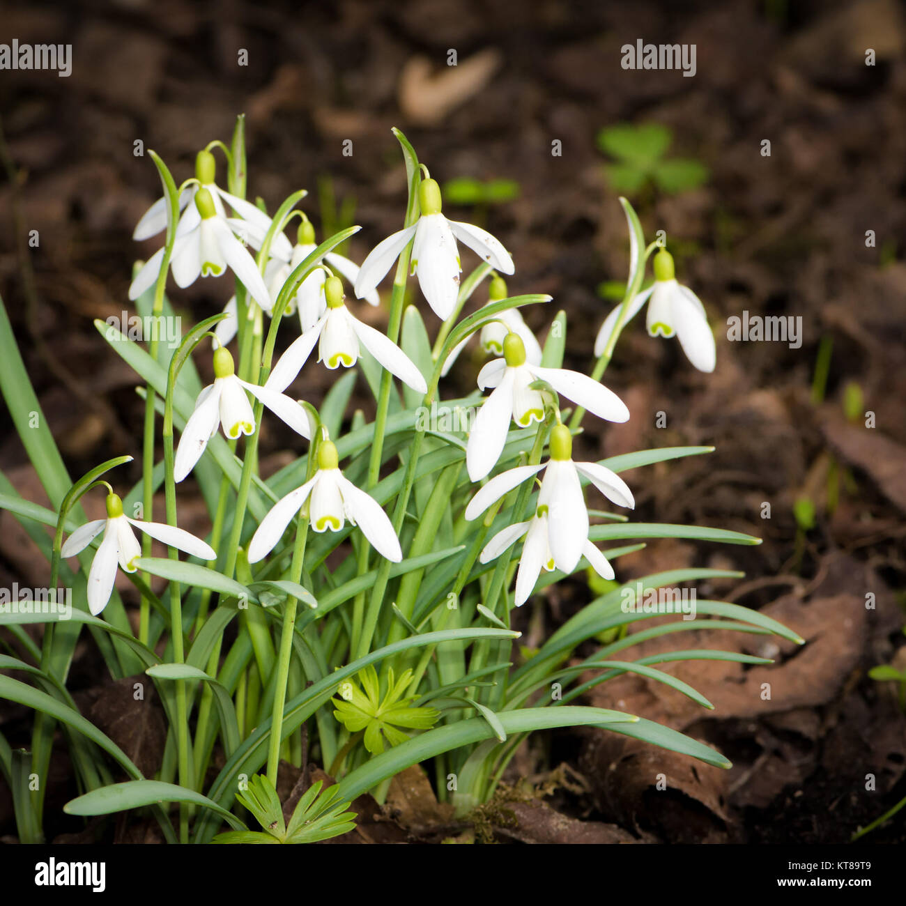 Bunch of snowdrop flowers Stock Photo - Alamy