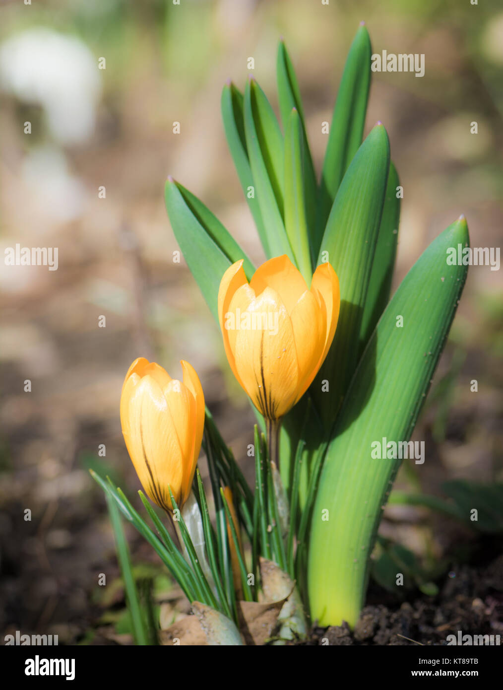 Yellow crocus flowers Stock Photo - Alamy