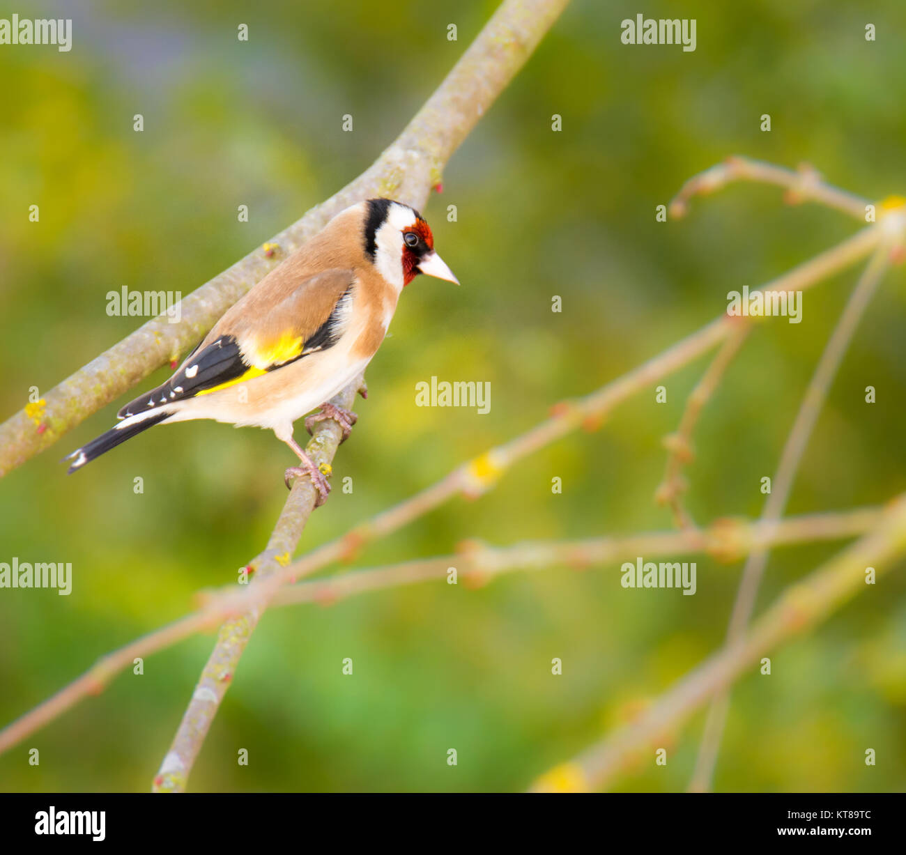 European goldfinch sitting on the branch of a tree Stock Photo - Alamy