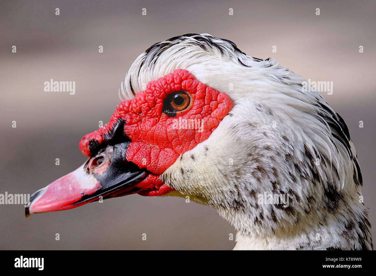 Warts duck hi-res stock photography and images - Alamy