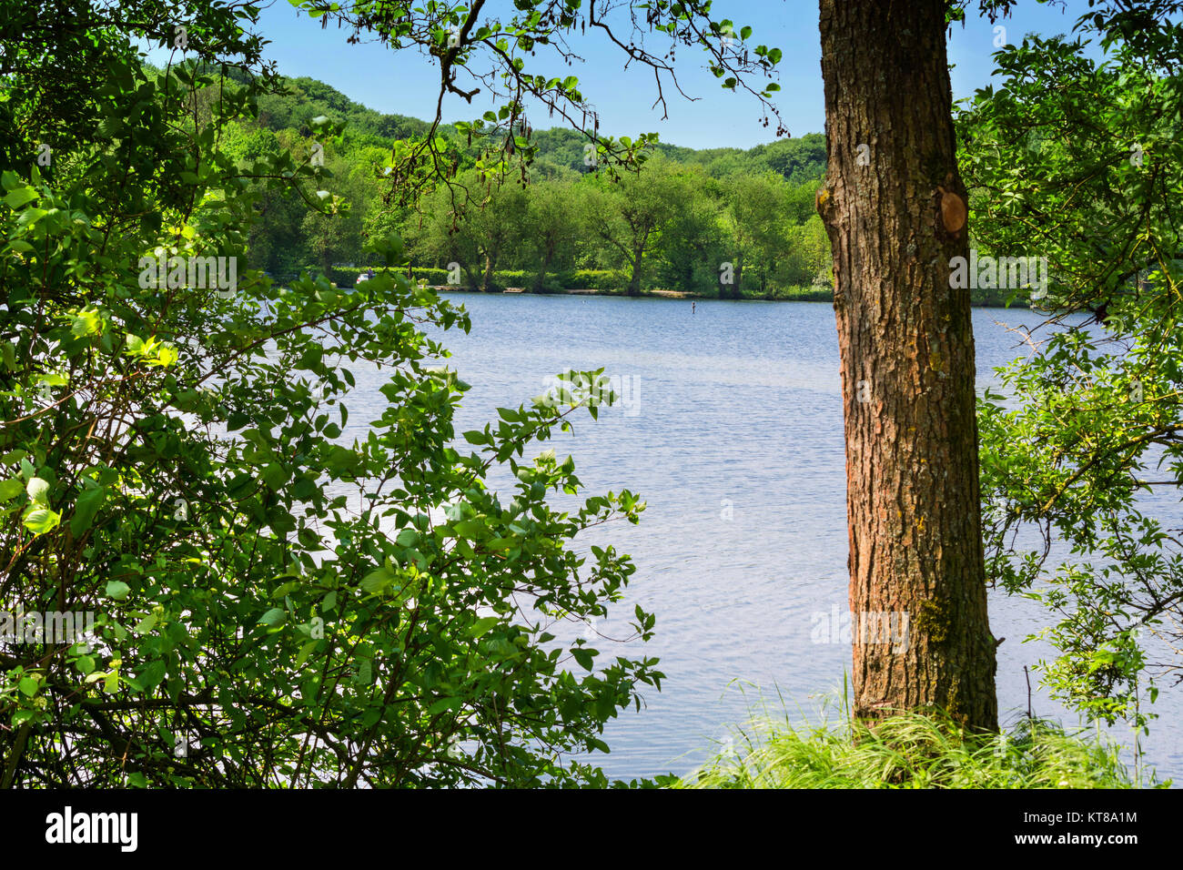 beautiful summer day at a pond Stock Photo - Alamy