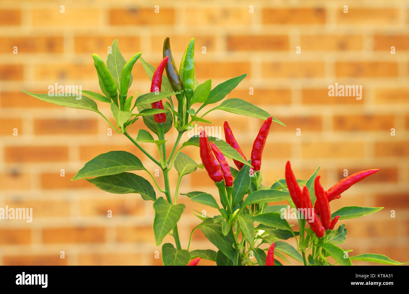 red hot chilies Stock Photo - Alamy