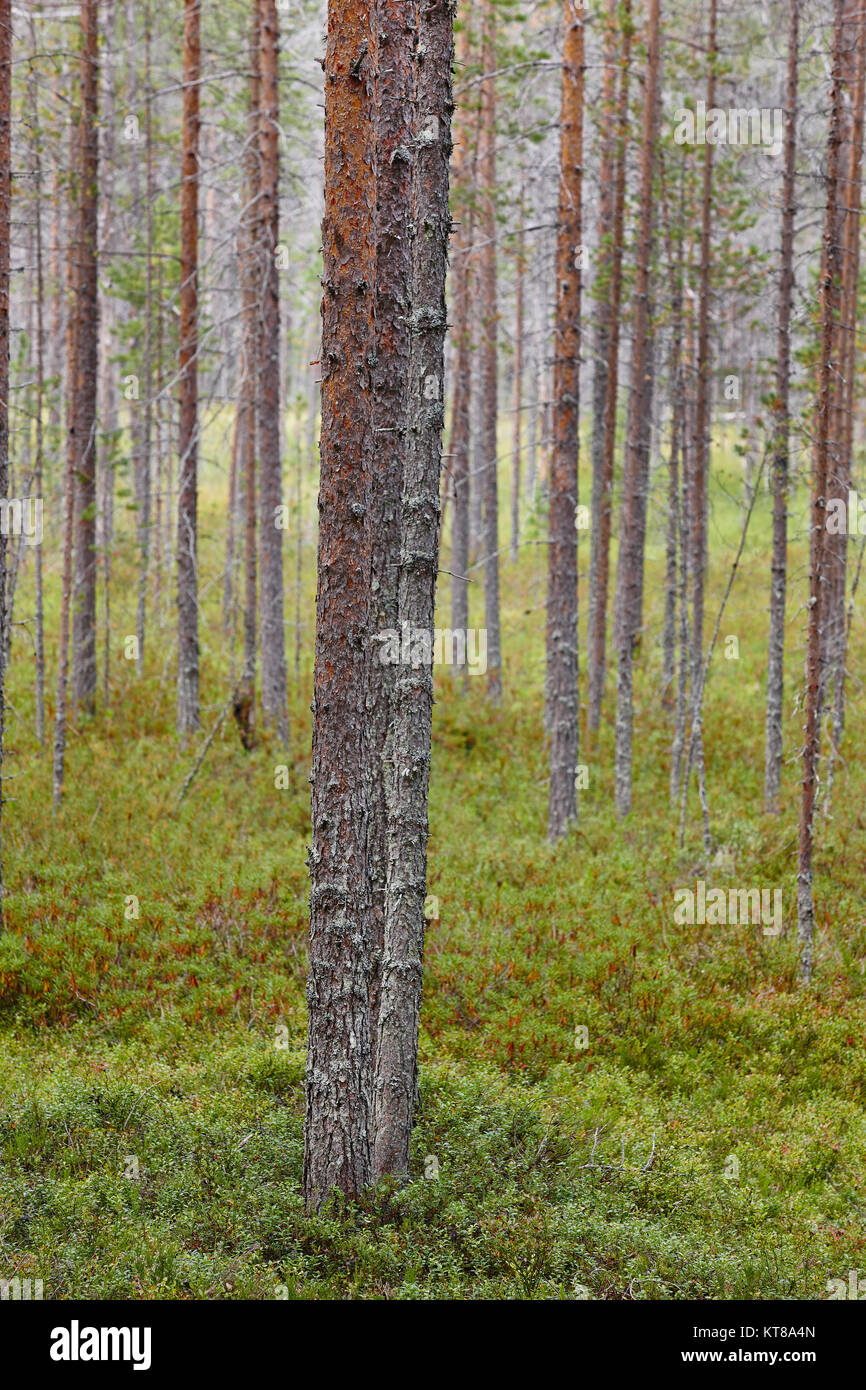 Finland pine wood forest landscape. Finnish timber industry. Vertical ...